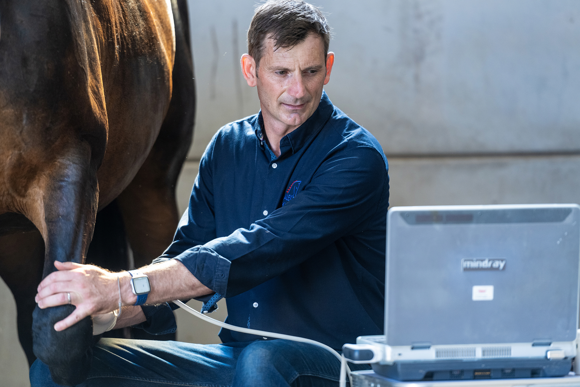 Equine lameness and diagnostics